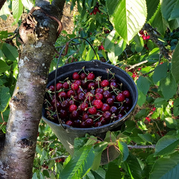 Doce de Cereja | Groselha-espim
