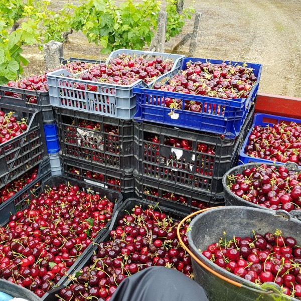 Doce de Cereja | Groselha-espim